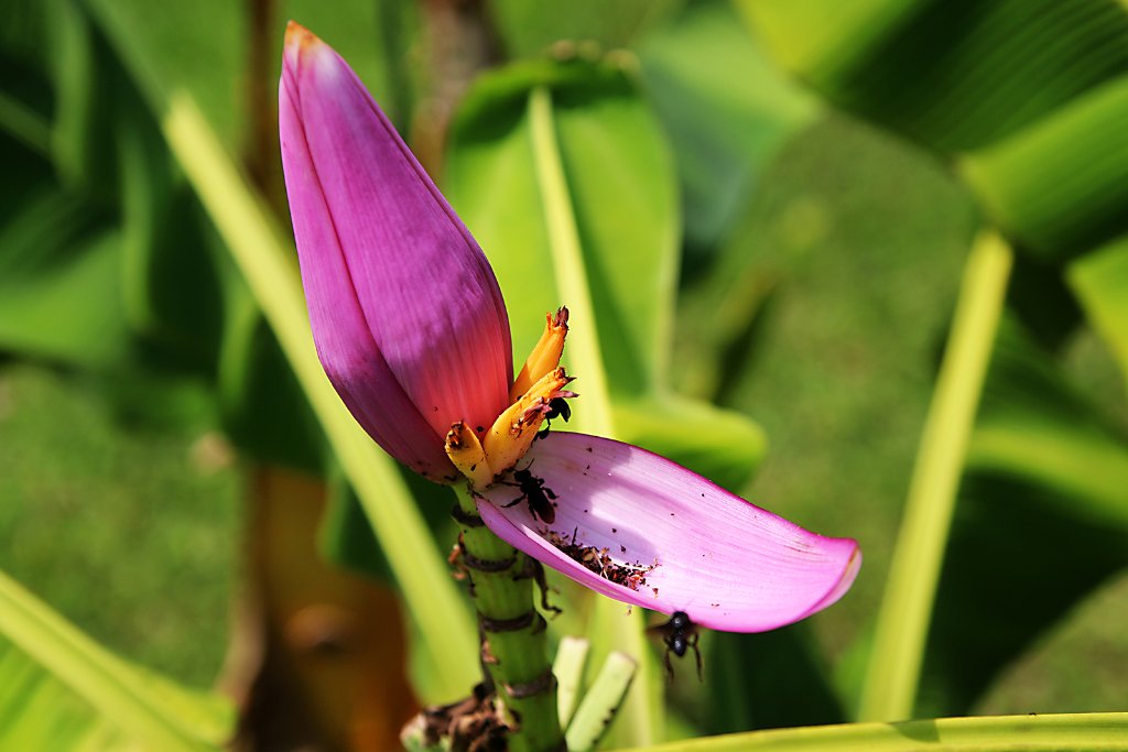La flore amazonienne – Au Bout du monde